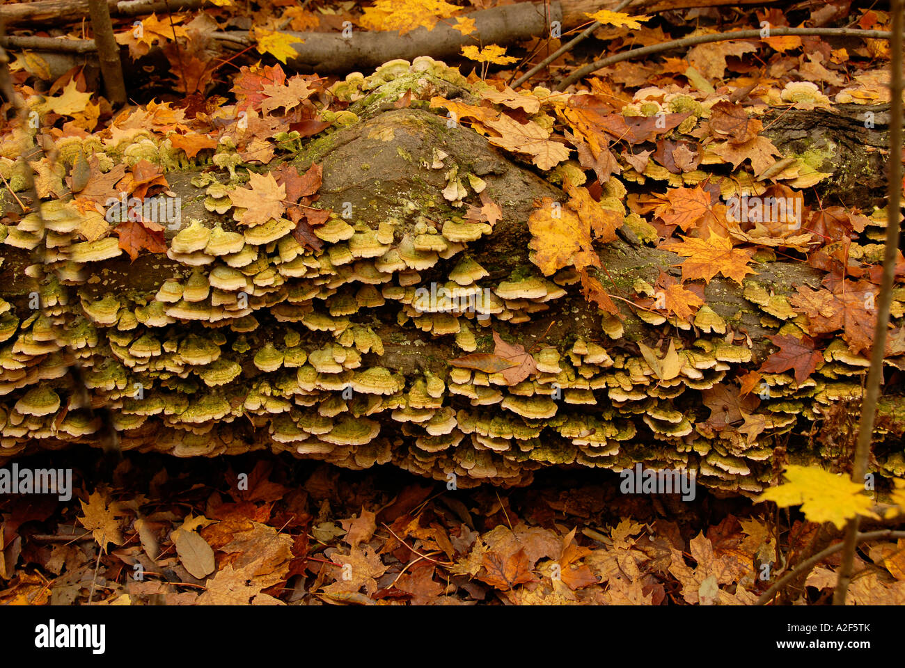 Fungi on rotting tree trunk Stock Photo - Alamy