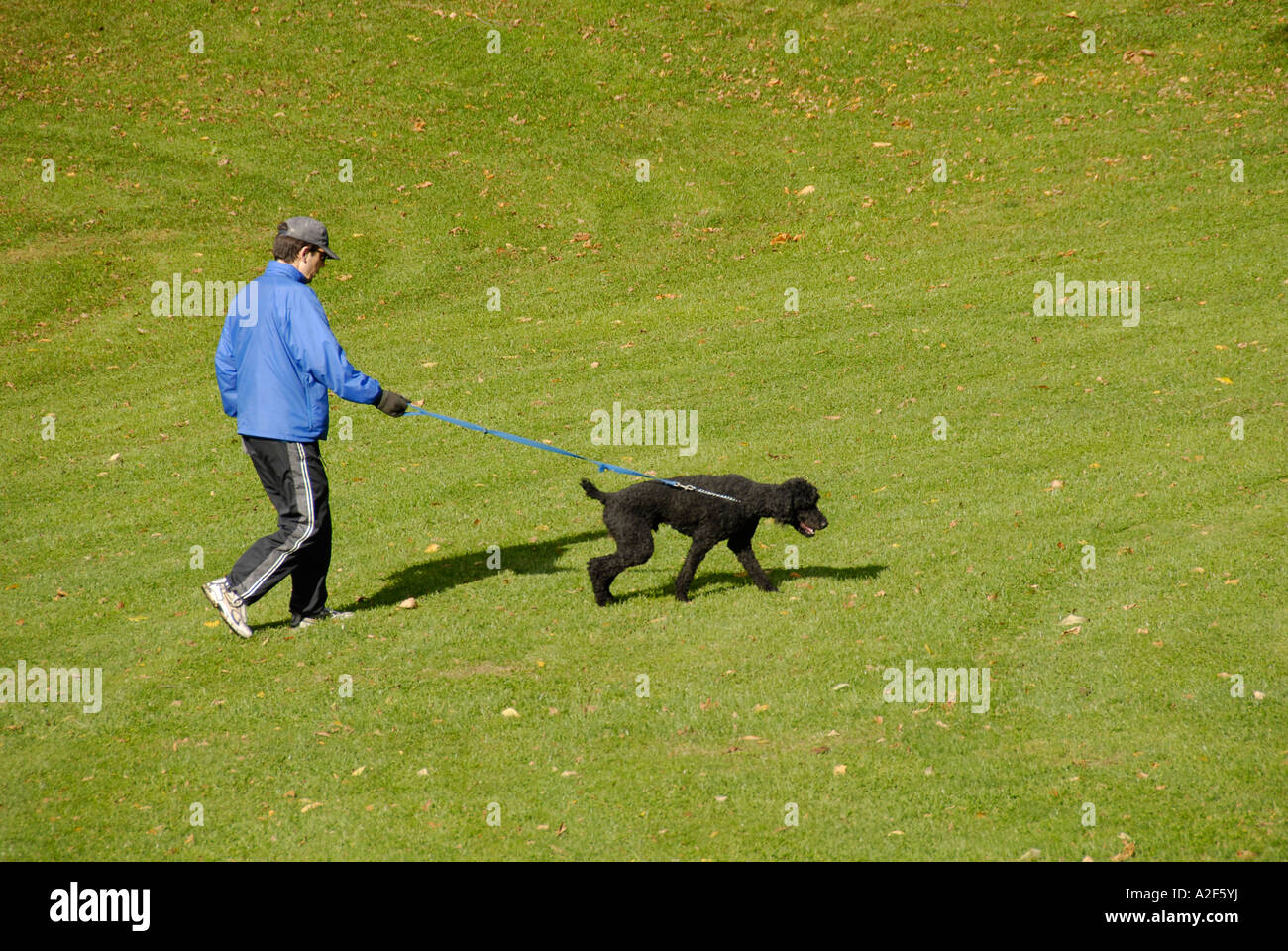 Man walking dog Stock Photo - Alamy