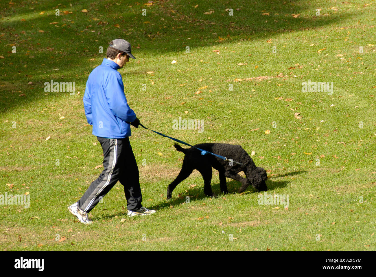 Man walking dog Stock Photo - Alamy