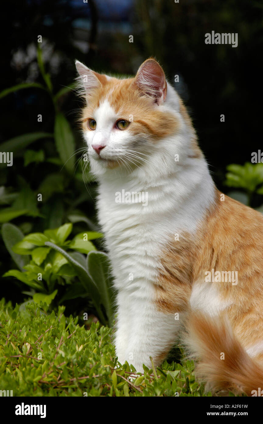 Red and white cat Stock Photo - Alamy