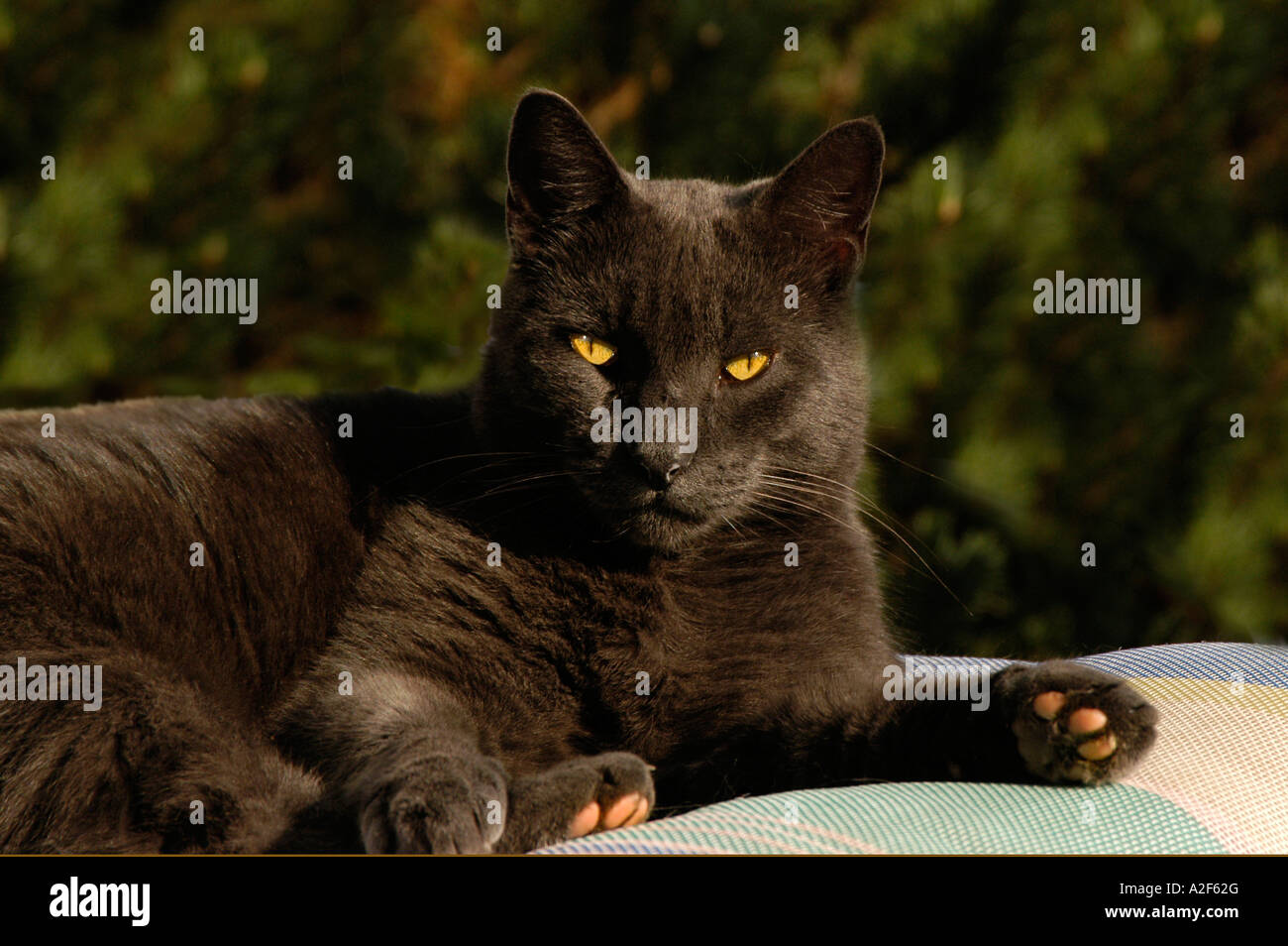 Black cat relaxing Stock Photo - Alamy
