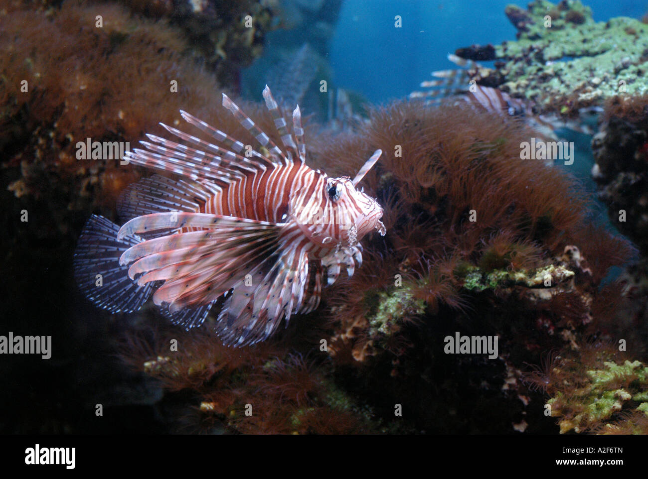 Red Lionfish (Pterois volitans) at Moscow Zoo, Russia Stock Photo - Alamy