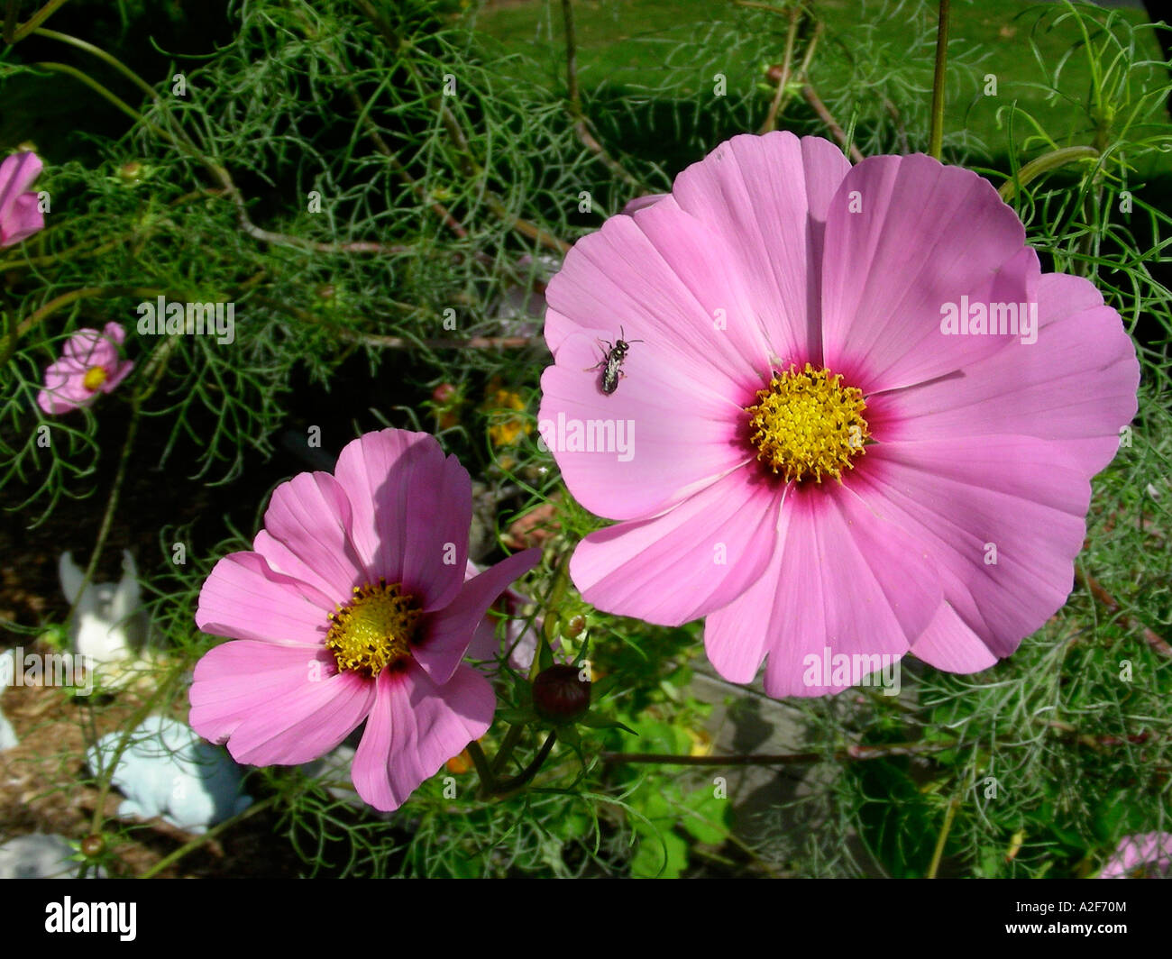 Mexican aster, Cosmos bipinnatus Stock Photo - Alamy
