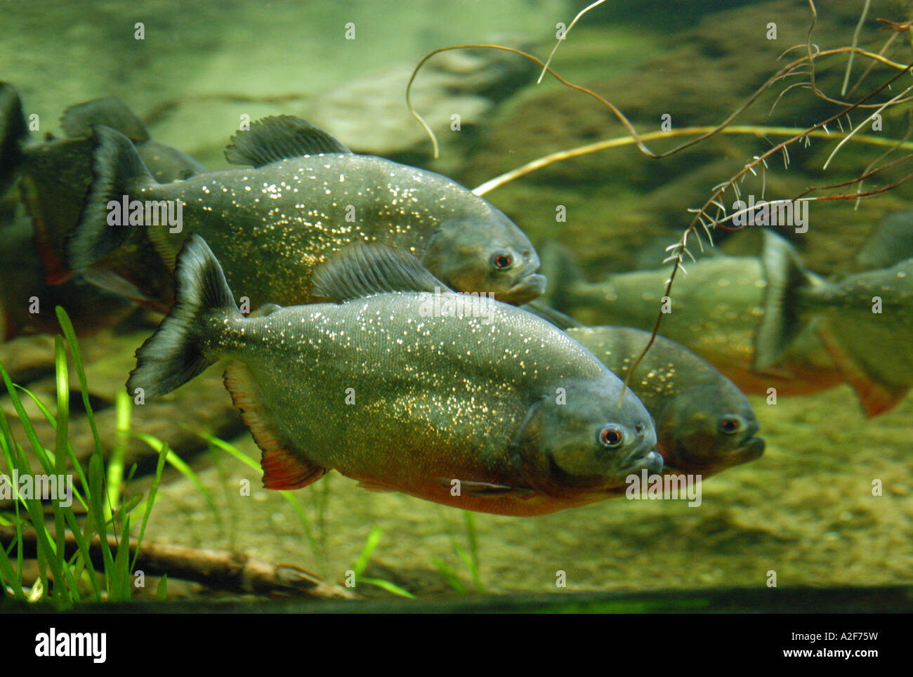 Red-bellied piranha (Pygocentrus nattereri), also known as the red ...
