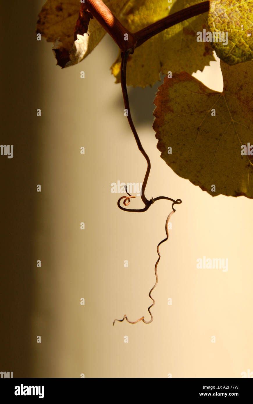 Curly leaf vine hi-res stock photography and images - Alamy