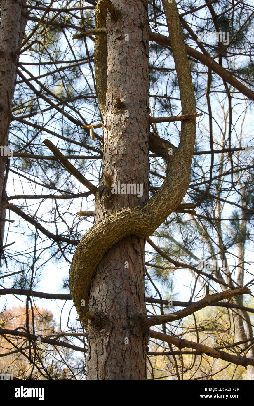 Twisted tree trunk Stock Photo - Alamy