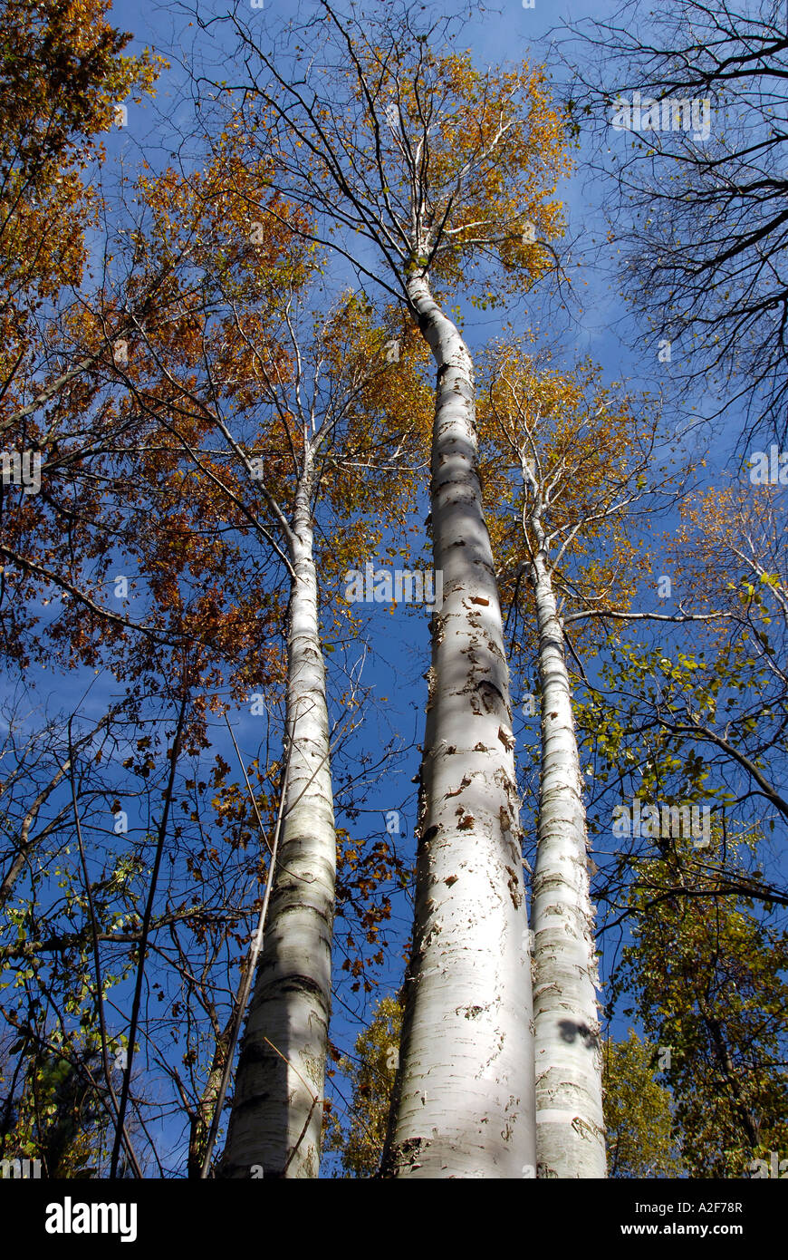 Three white birch trees Stock Photo - Alamy