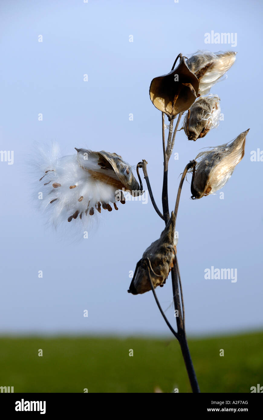Milkweed seed pod opening hi-res stock photography and images - Alamy