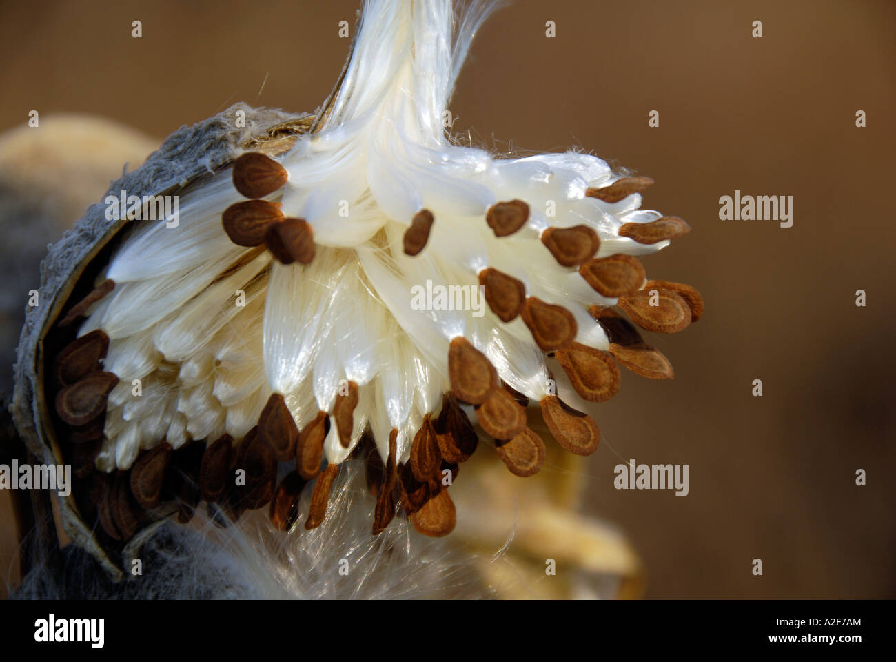 Milkweed seed pod opening hi-res stock photography and images - Alamy