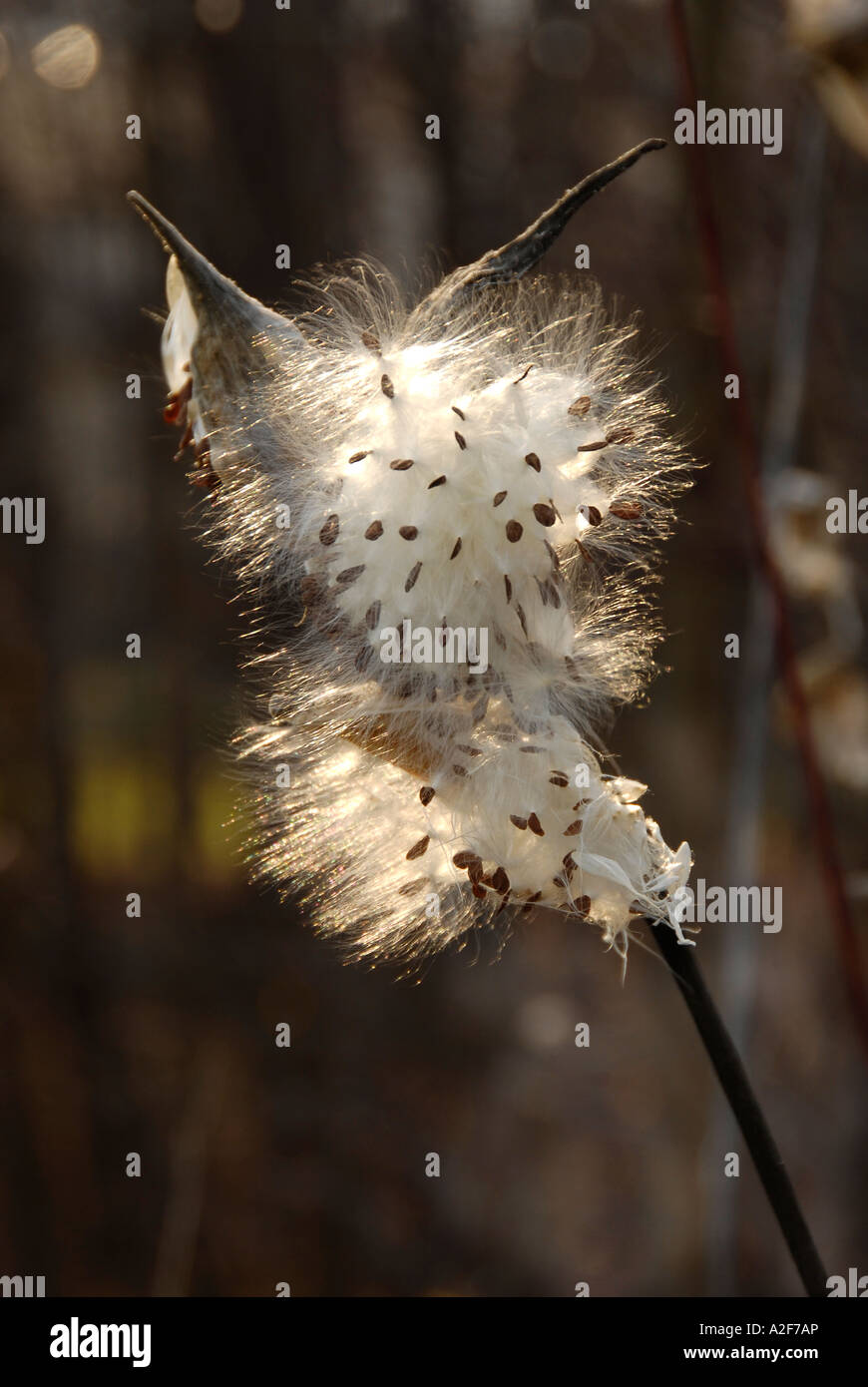 Milkweed seed fluff hi-res stock photography and images - Alamy