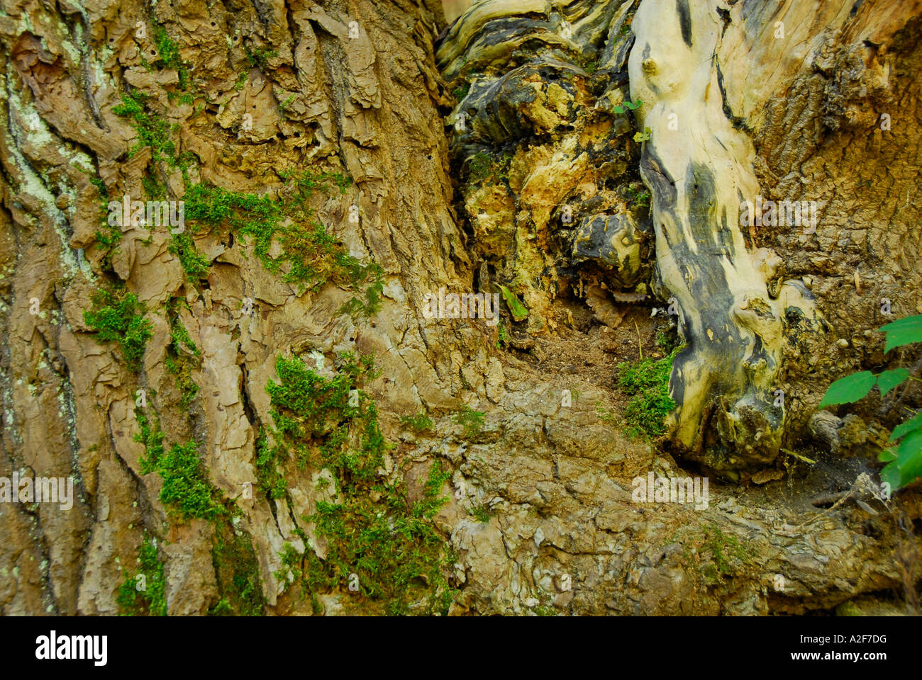 Tree bark with moss Stock Photo - Alamy