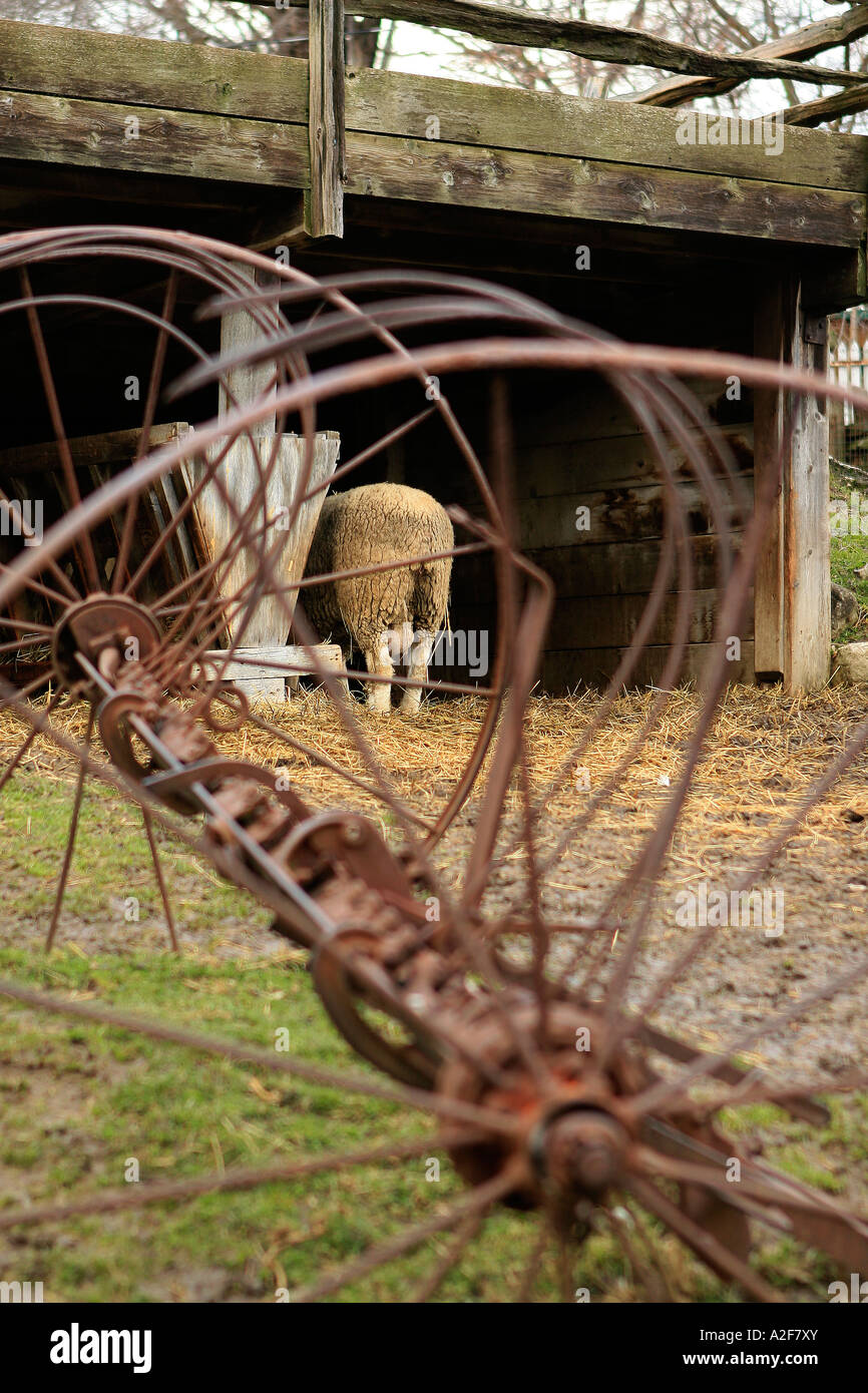 Riverdale Farm downtown Toronto - Ontario, Canada Stock Photo - Alamy