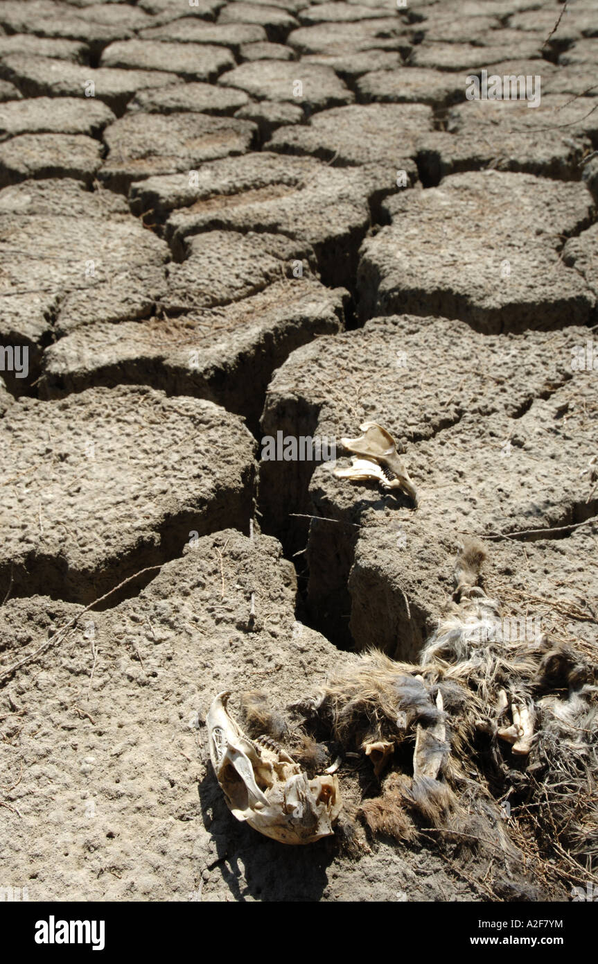 clods, bird carcass Stock Photo - Alamy