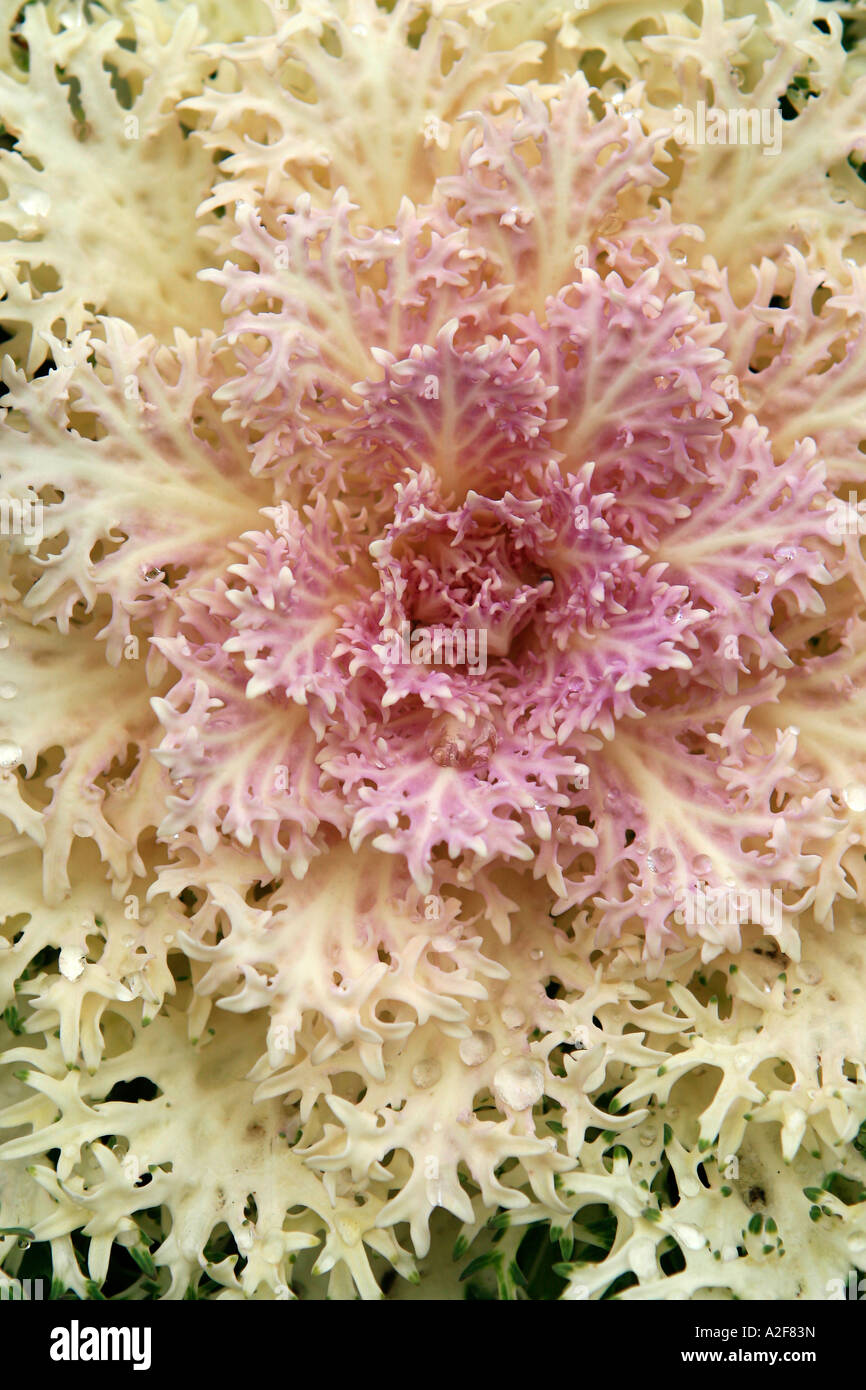 Riverdale Farm downtown Toronto Ontario Canada Stock Photo - Alamy