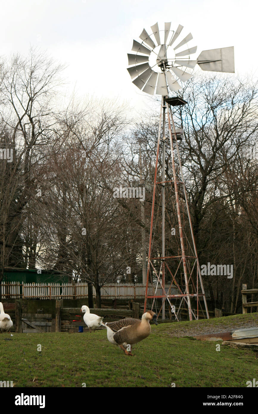 Farmer ontario sheep hi-res stock photography and images - Alamy