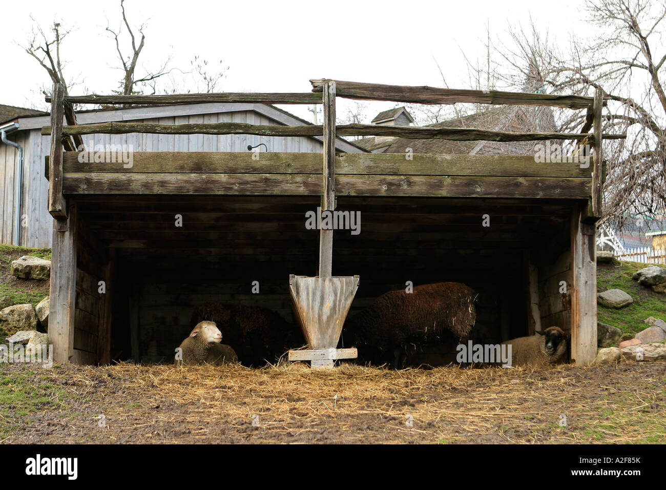 Farmer ontario sheep hi-res stock photography and images - Alamy