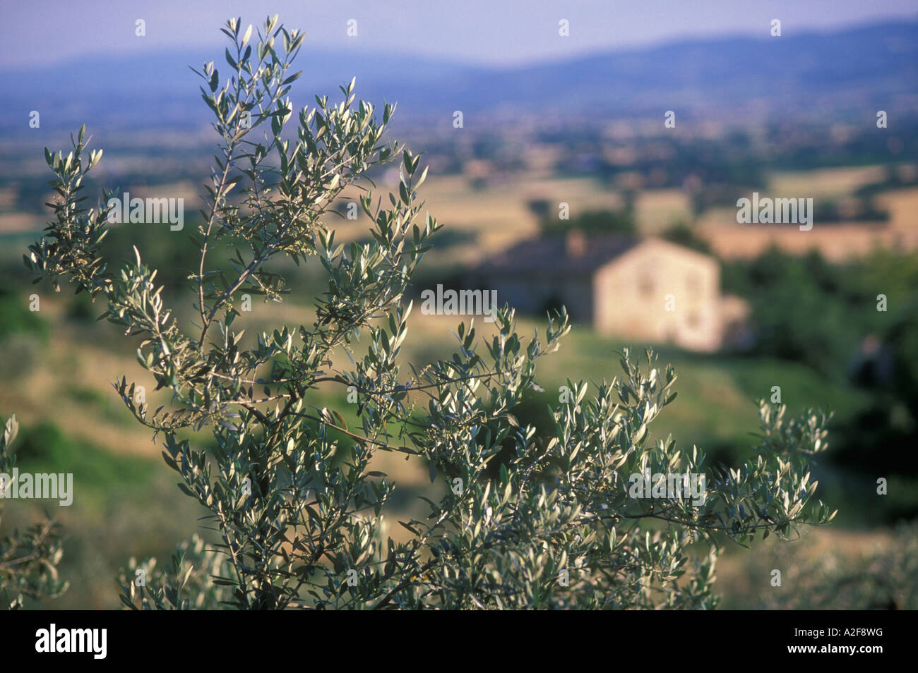 Rustic Italian scenic Stock Photo - Alamy