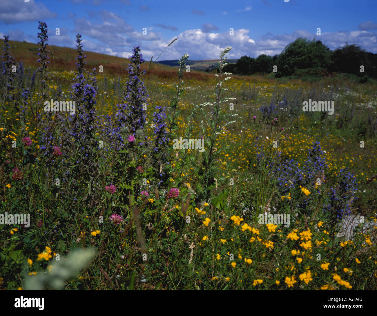 White clover trifolium repens lanchester durham hi-res stock ...
