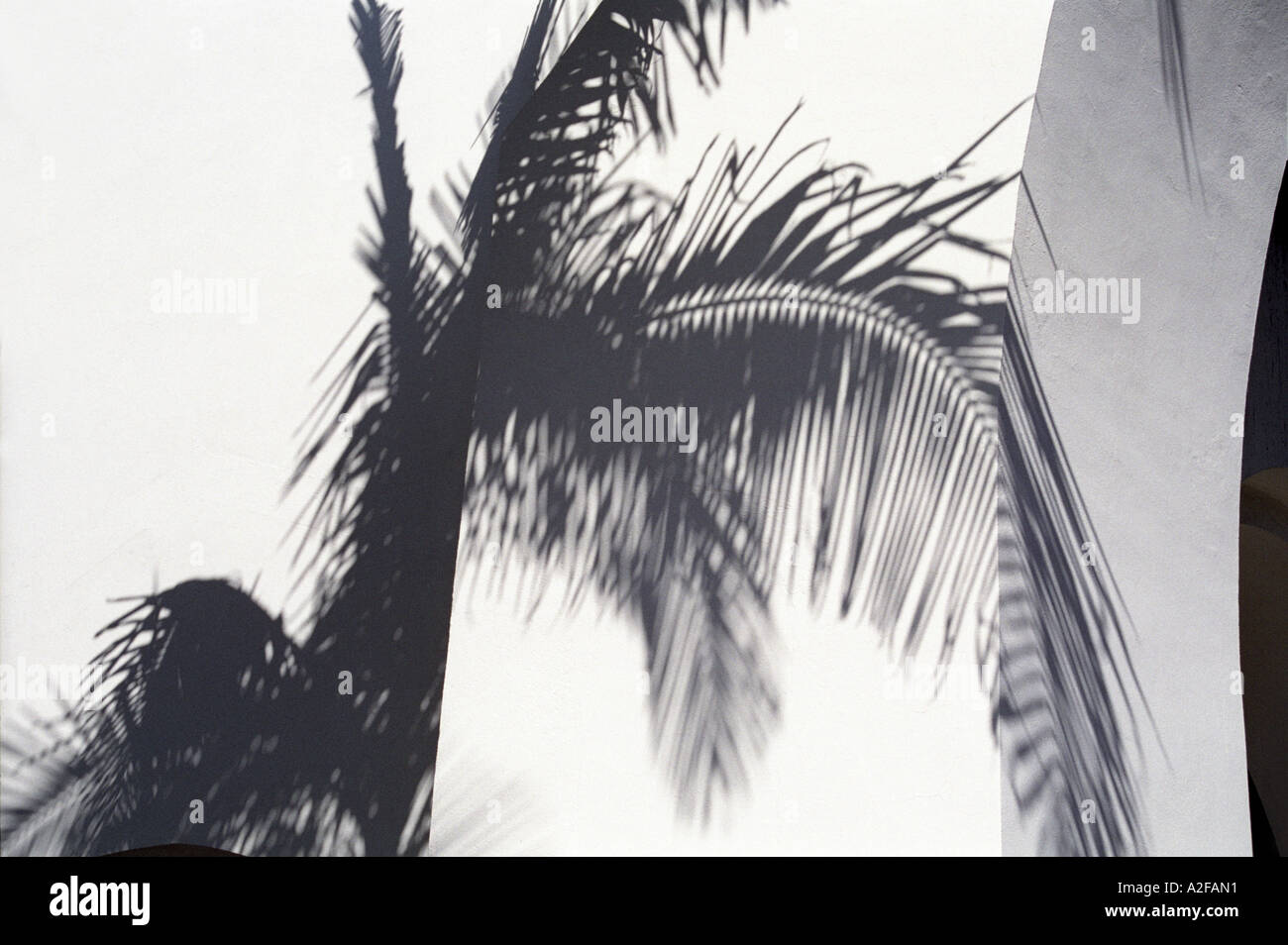 Shadow of palm cast on white wall, San Diego, California, USA Stock ...