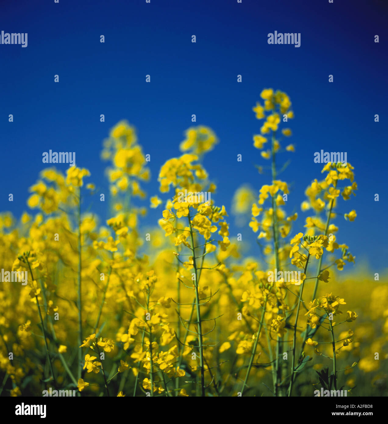 Oil seed rape flower Stock Photo - Alamy