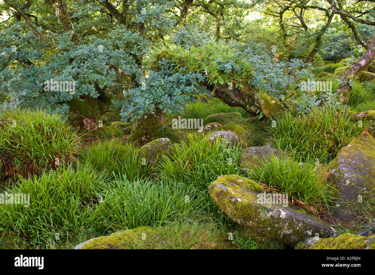 Grasses moss coverd rocks and oak trees Wistmans Wood Dartmoor Devon ...