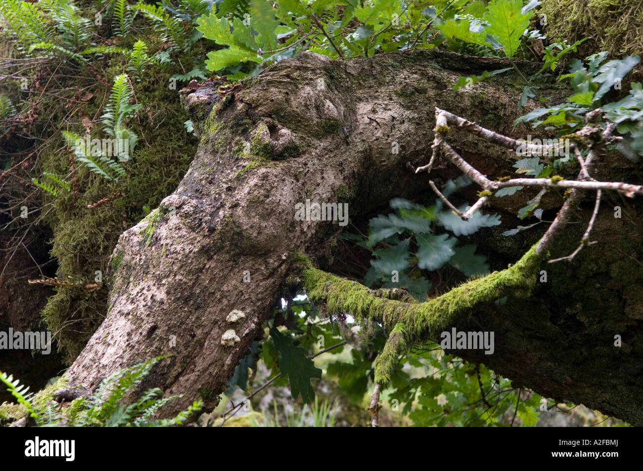 Animal like tree trunk Wistmans Wood Dartmoor Devon England Stock Photo ...
