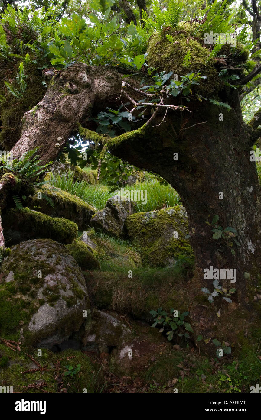 Animal like tree trunk Wistmans Wood Dartmoor Devon England Stock Photo ...