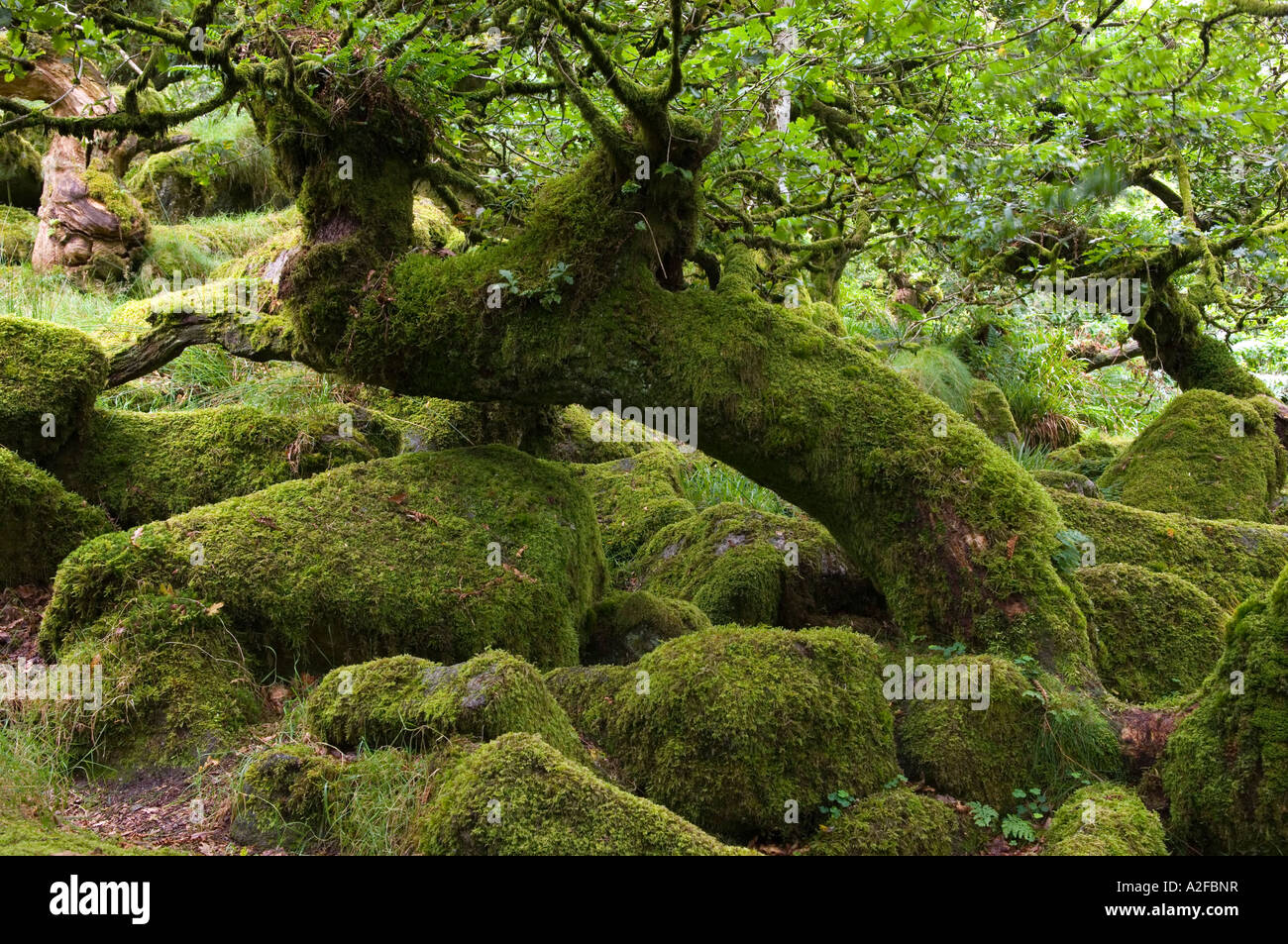 Moss covered rocks and oaks Wistmans Wood Dartmoor Devon England Stock ...