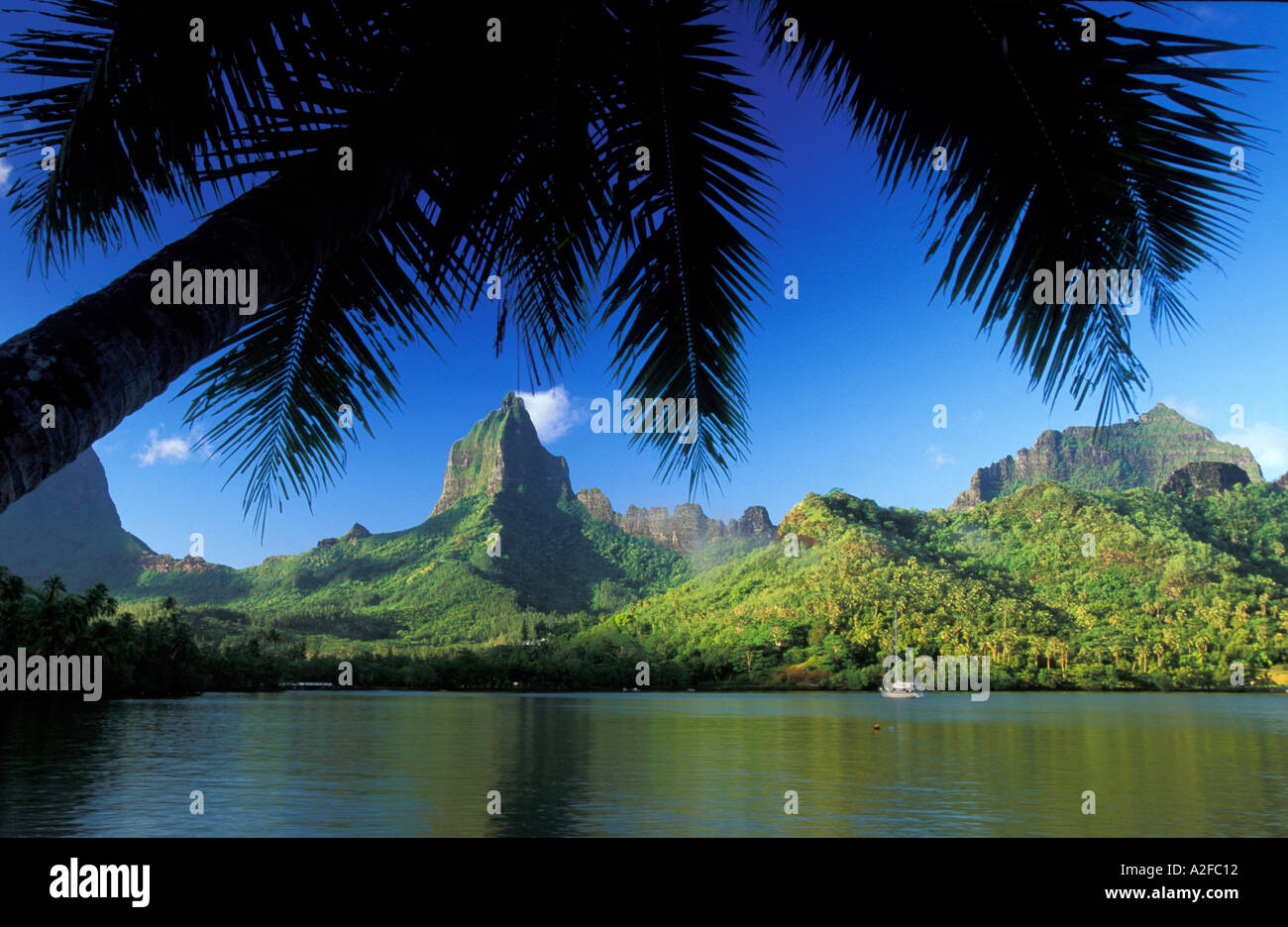 Palm Trees Moorea Tahiti French Polynesia Stock Photo - Alamy