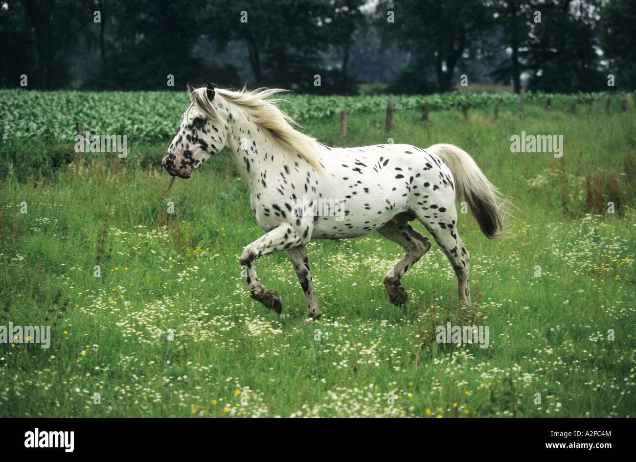 Knabstrupper hi-res stock photography and images - Alamy