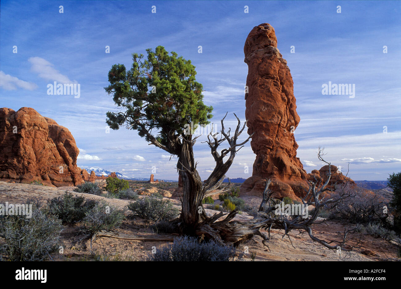 Juniper native hi-res stock photography and images - Alamy