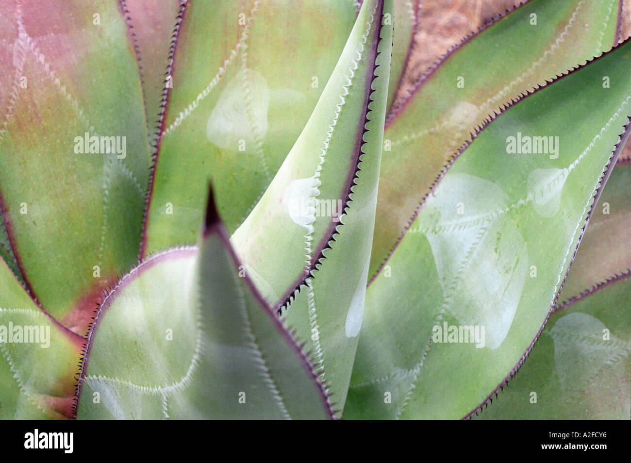 Agave details pink green yellow Stock Photo - Alamy