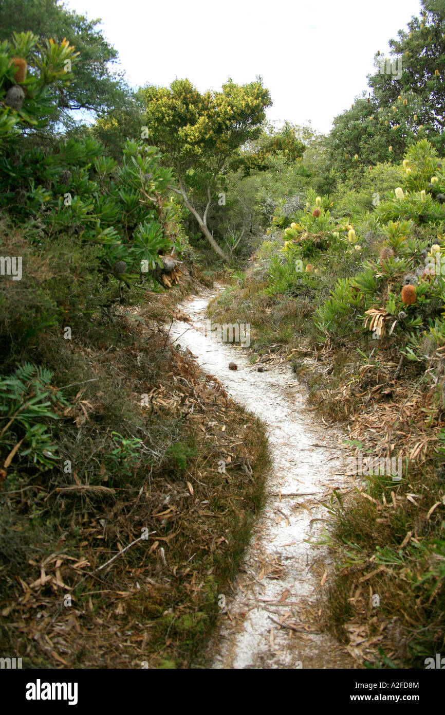 Walking track to the beach Australia Stock Photo - Alamy