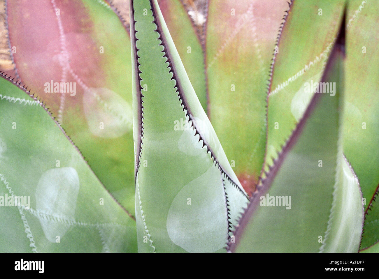 Agave details pink green yellow Stock Photo - Alamy