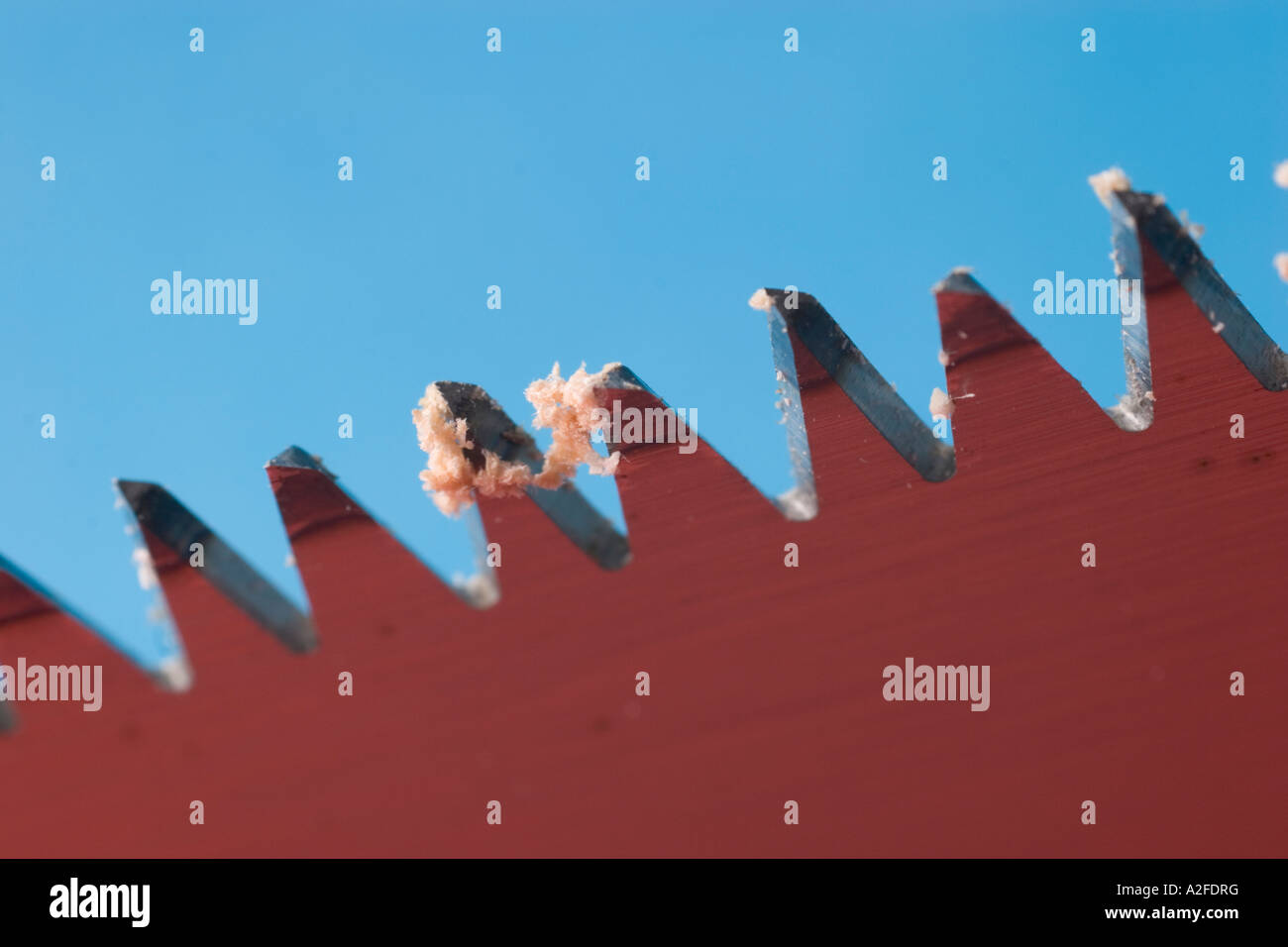 Saw Blade sharp teeth of wood saw with wood shavings in teeth Stock ...