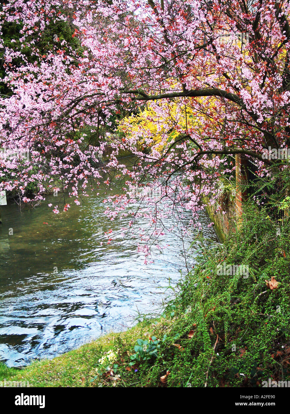Spring By The River Stock Photo - Alamy
