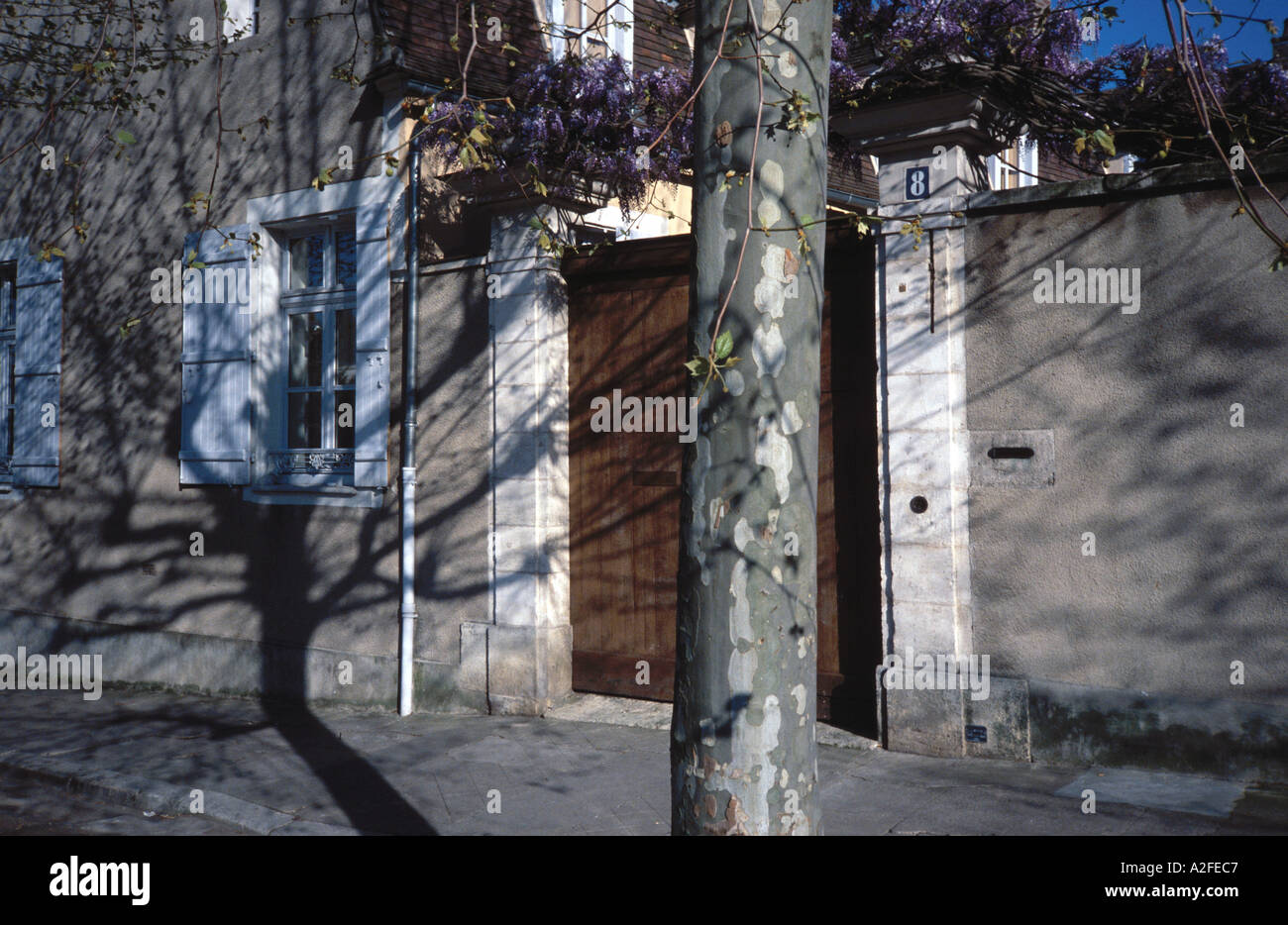 Wisteria and shadow Stock Photo - Alamy