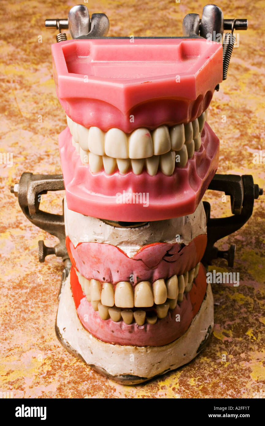 Dental teeth models Stock Photo - Alamy