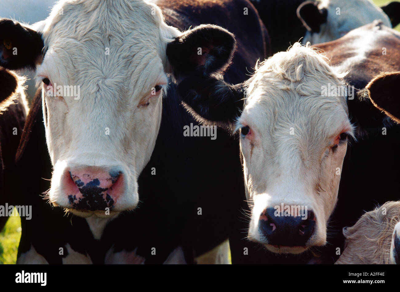 Two Black and White Cows Stock Photo - Alamy