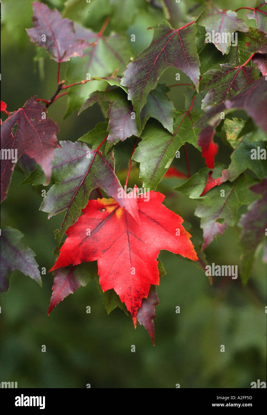 A red maple leaf stands out on the branch of a tree from the green ones ...