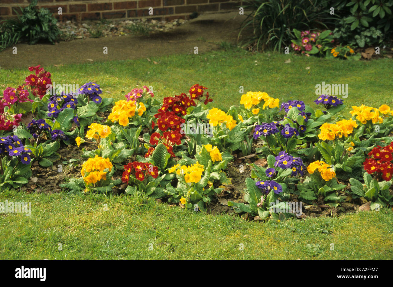 Polyanthus Bed Stock Photos & Polyanthus Bed Stock Images - Alamy