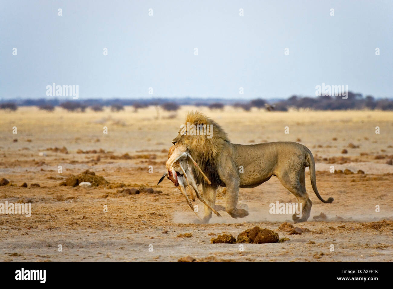 Springbok lion prey hi-res stock photography and images - Alamy