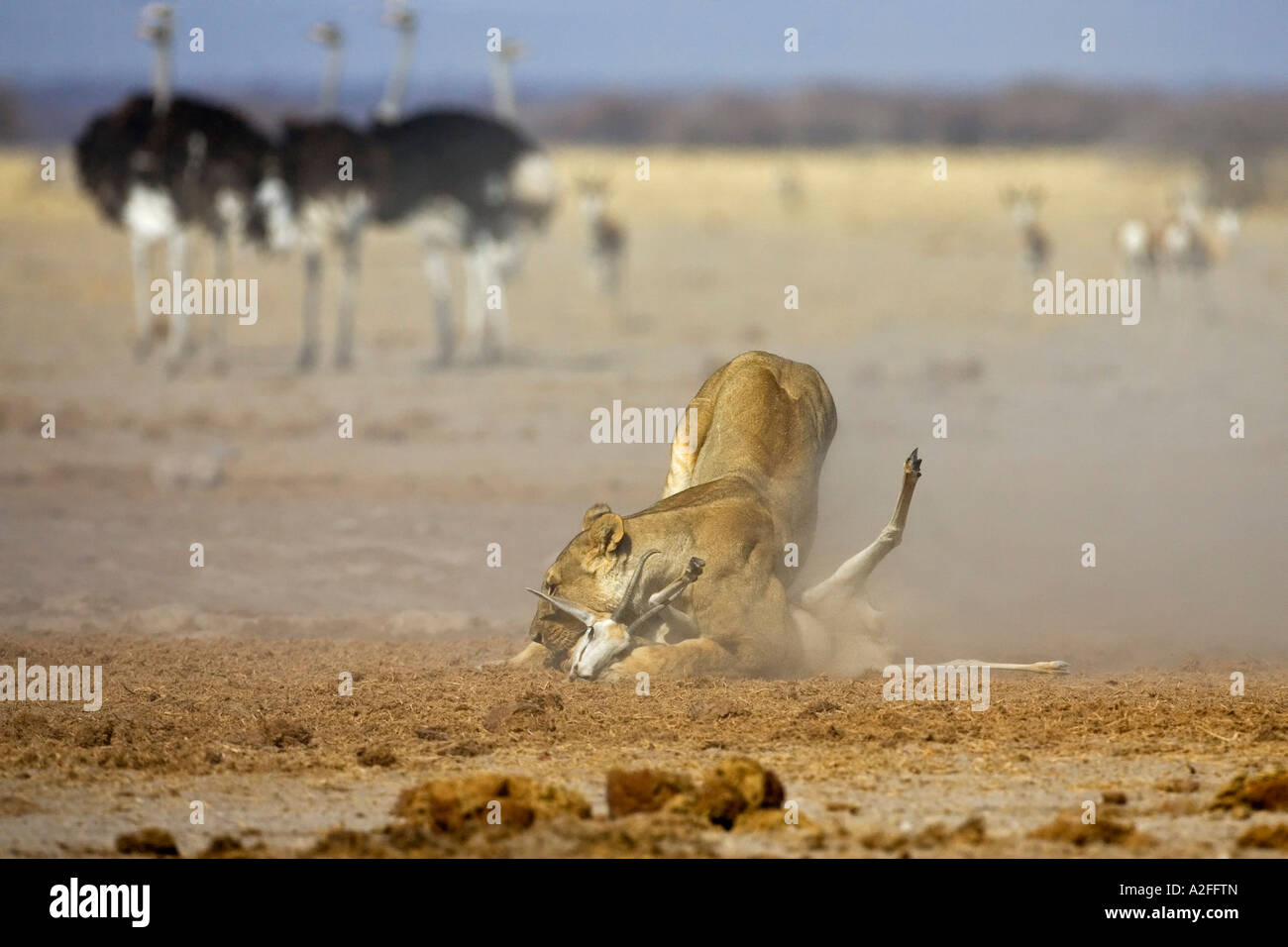 Springbok lion prey hi-res stock photography and images - Alamy