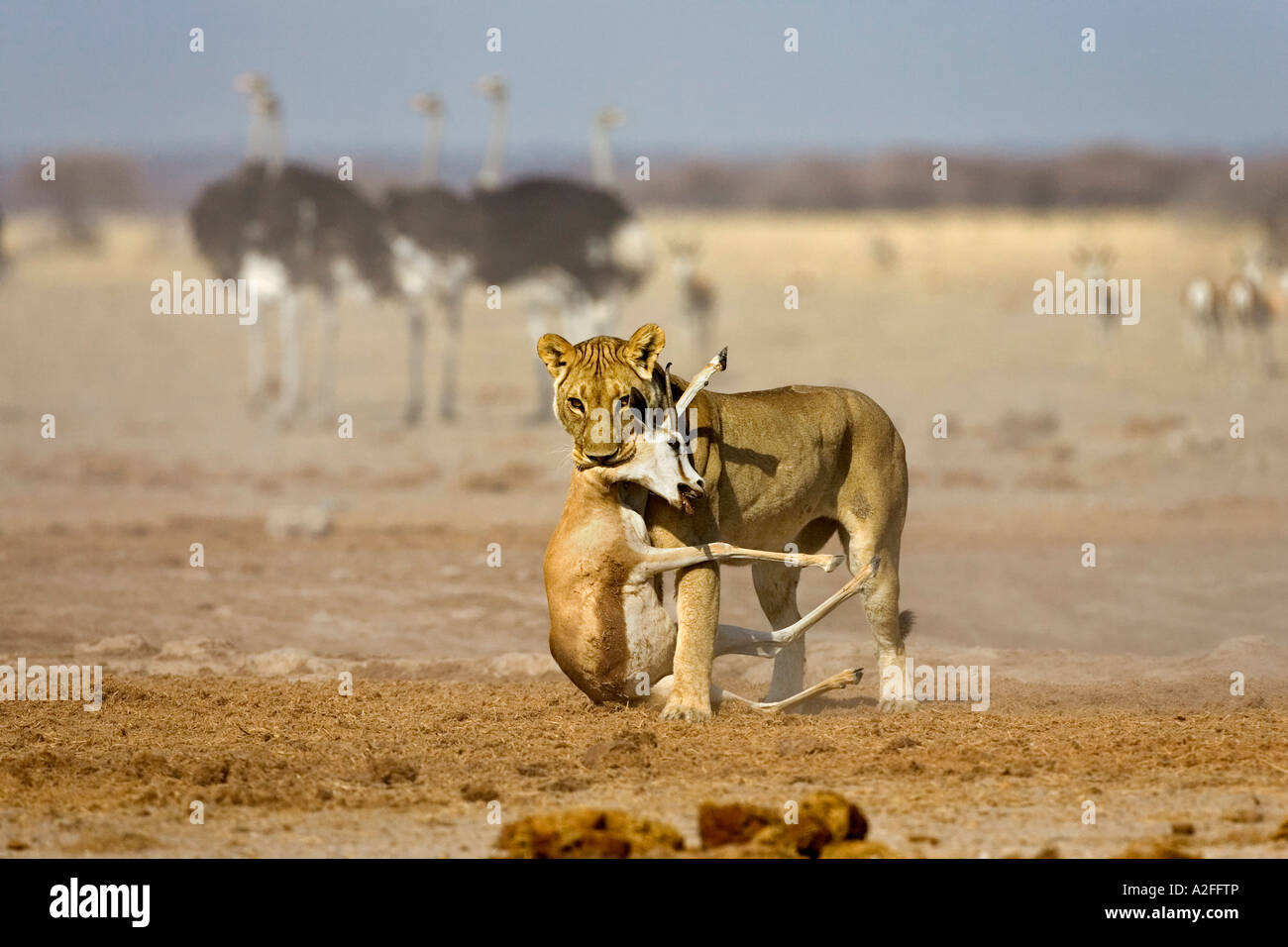 Springbok lion prey hi-res stock photography and images - Alamy