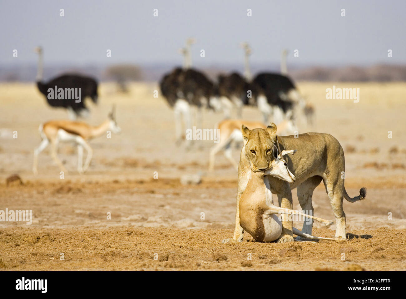 Lion, Lioness (Panthera leo) with a killed springbok, (Antidorcas ...