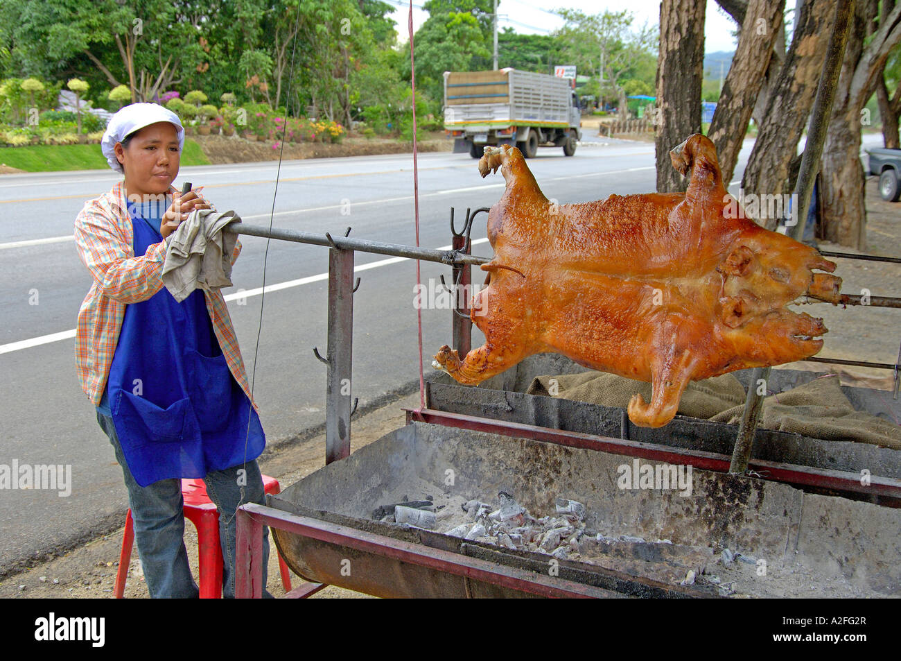 Pig in thailand hi-res stock photography and images - Alamy