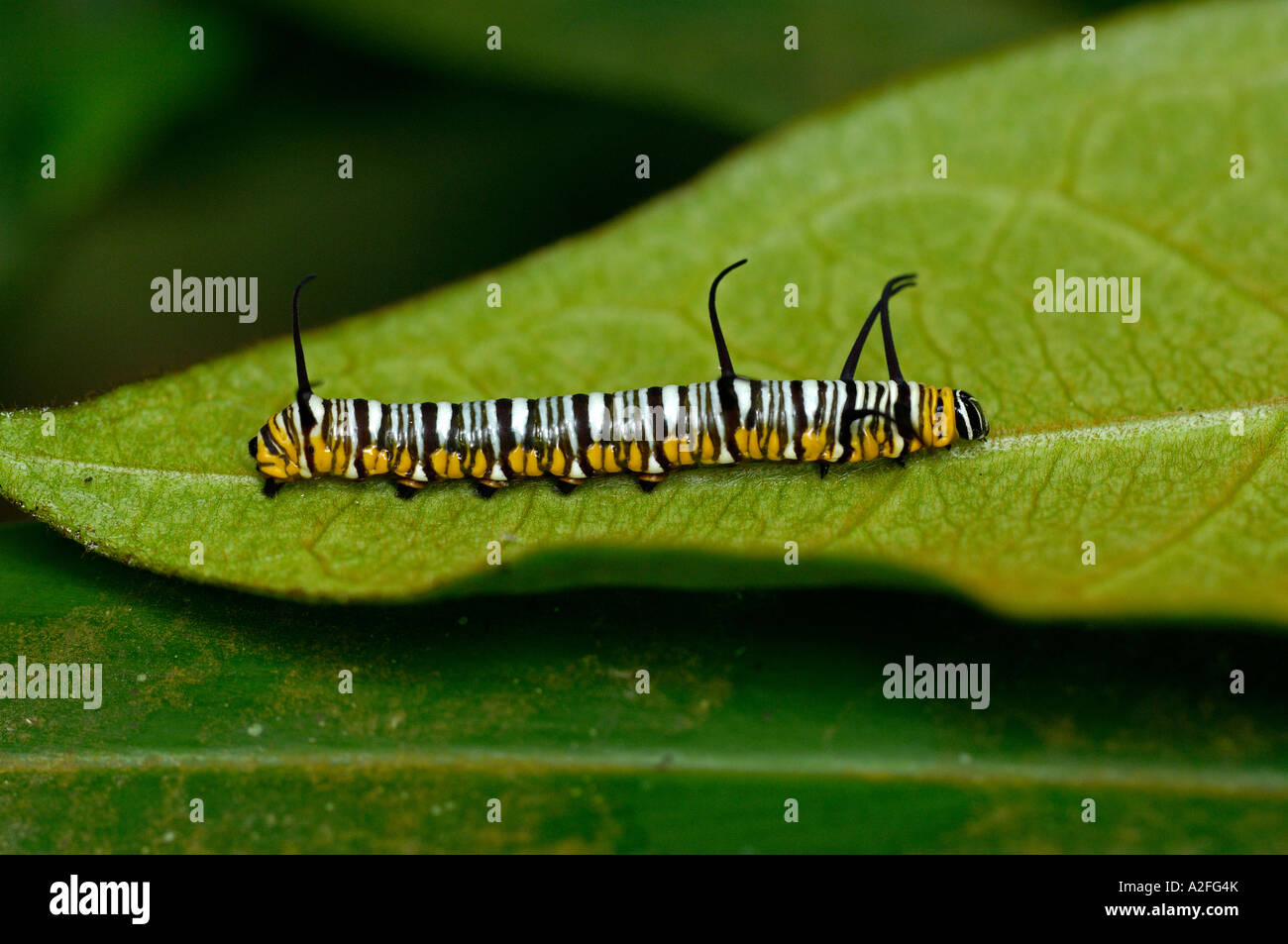 Caterpillar of Euploea midamus Stock Photo - Alamy
