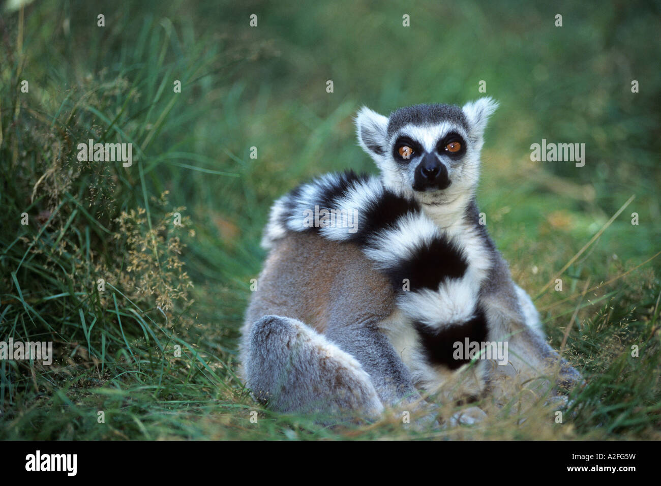 Ring-tailed Lemur, prosimian ( Lemur catta Stock Photo - Alamy