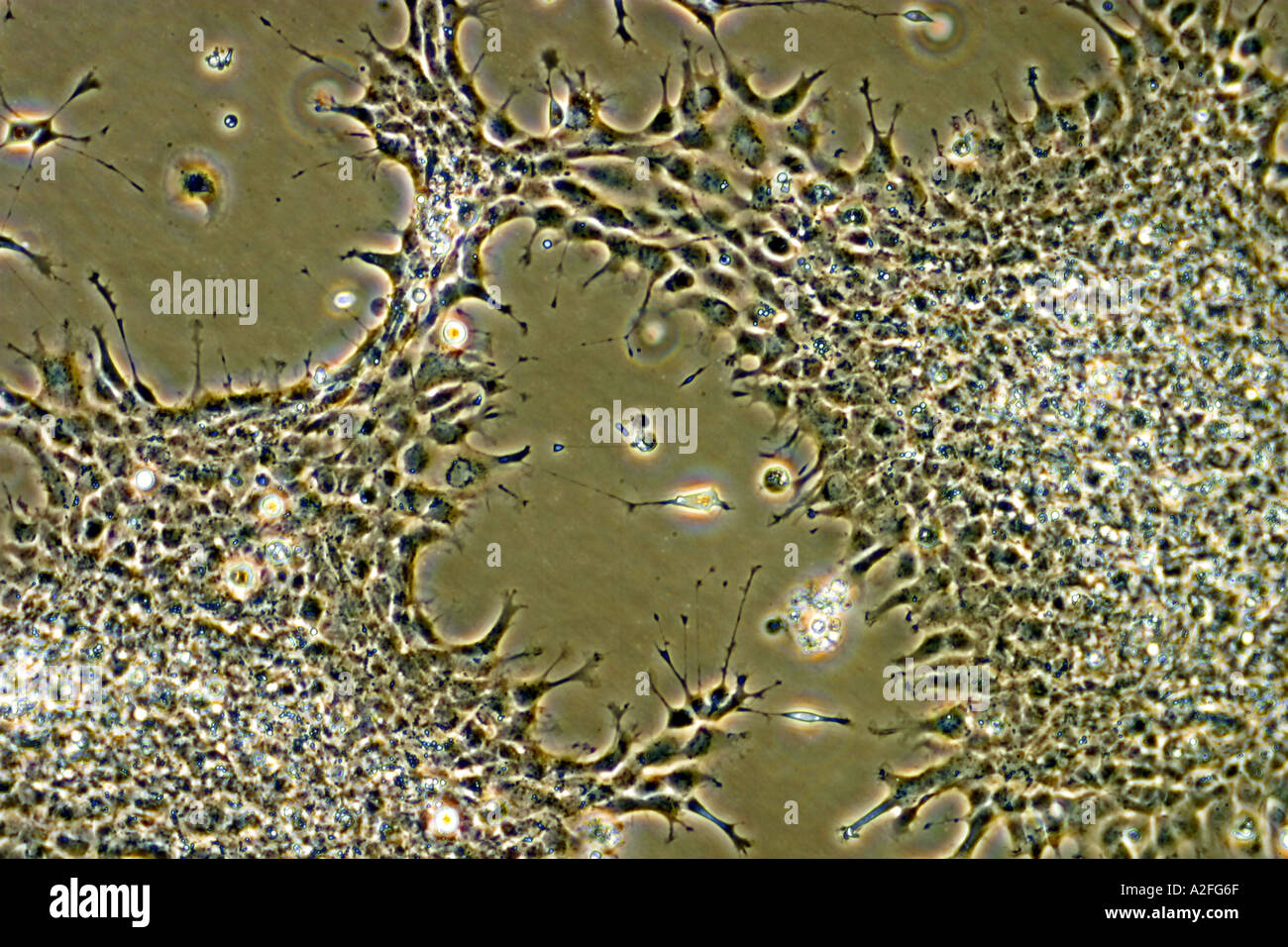 Cells in culture in vitro Stock Photo - Alamy