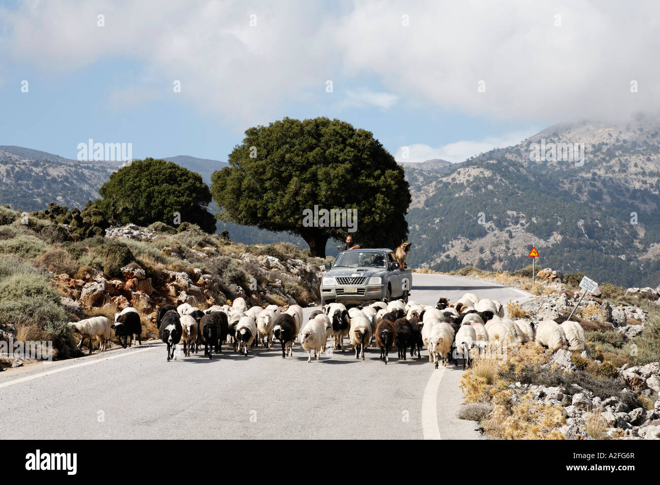 Flock of sheep on mountain road, Kritsa, Eastern Crete, Greece Stock ...